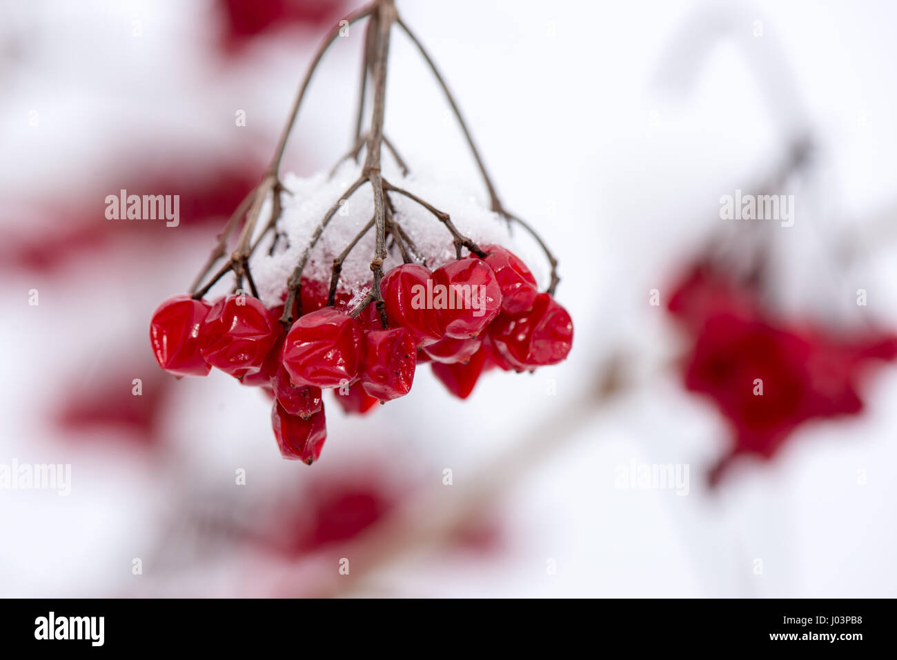 red berries in the snow with frost and blur background Stock Photo - Alamy