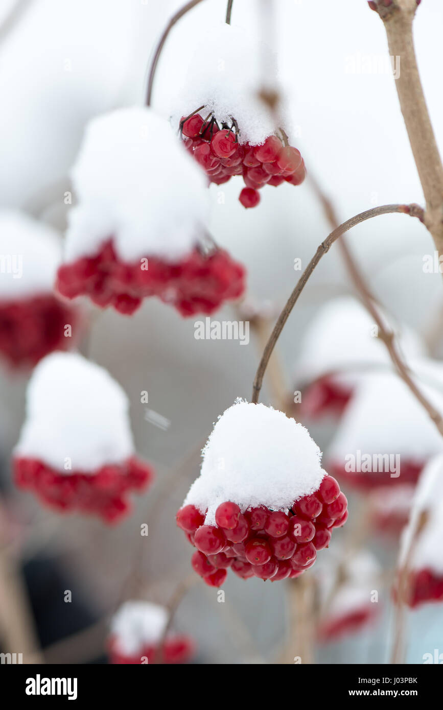red berries in the snow with frost and blur background Stock Photo - Alamy