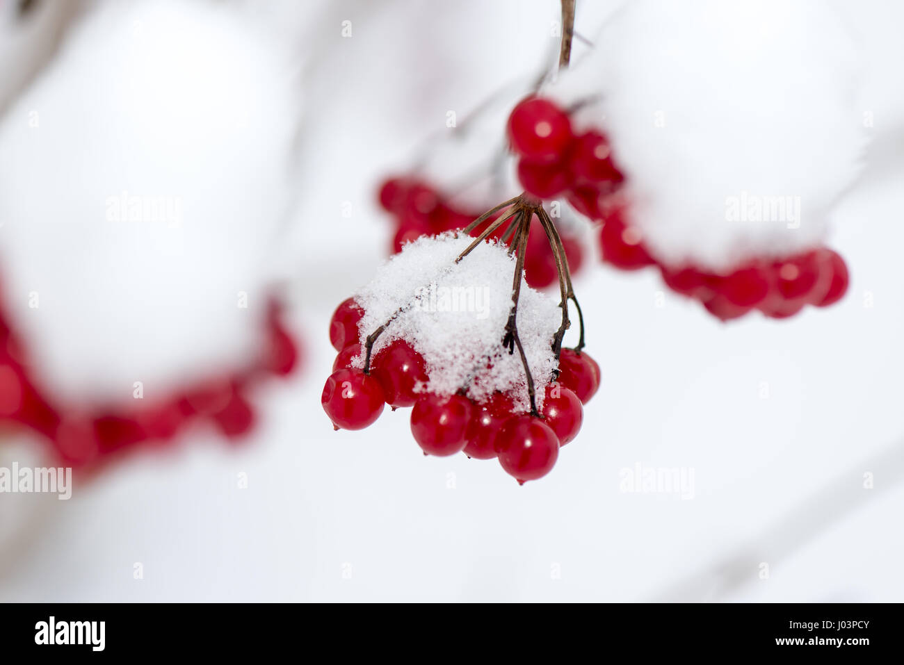 red berries in the snow with frost and blur background Stock Photo - Alamy