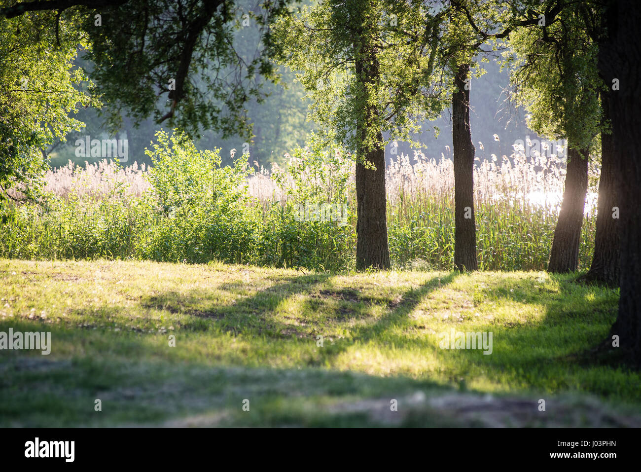 forest trees. nature green wood sunlight backgrounds Stock Photo - Alamy
