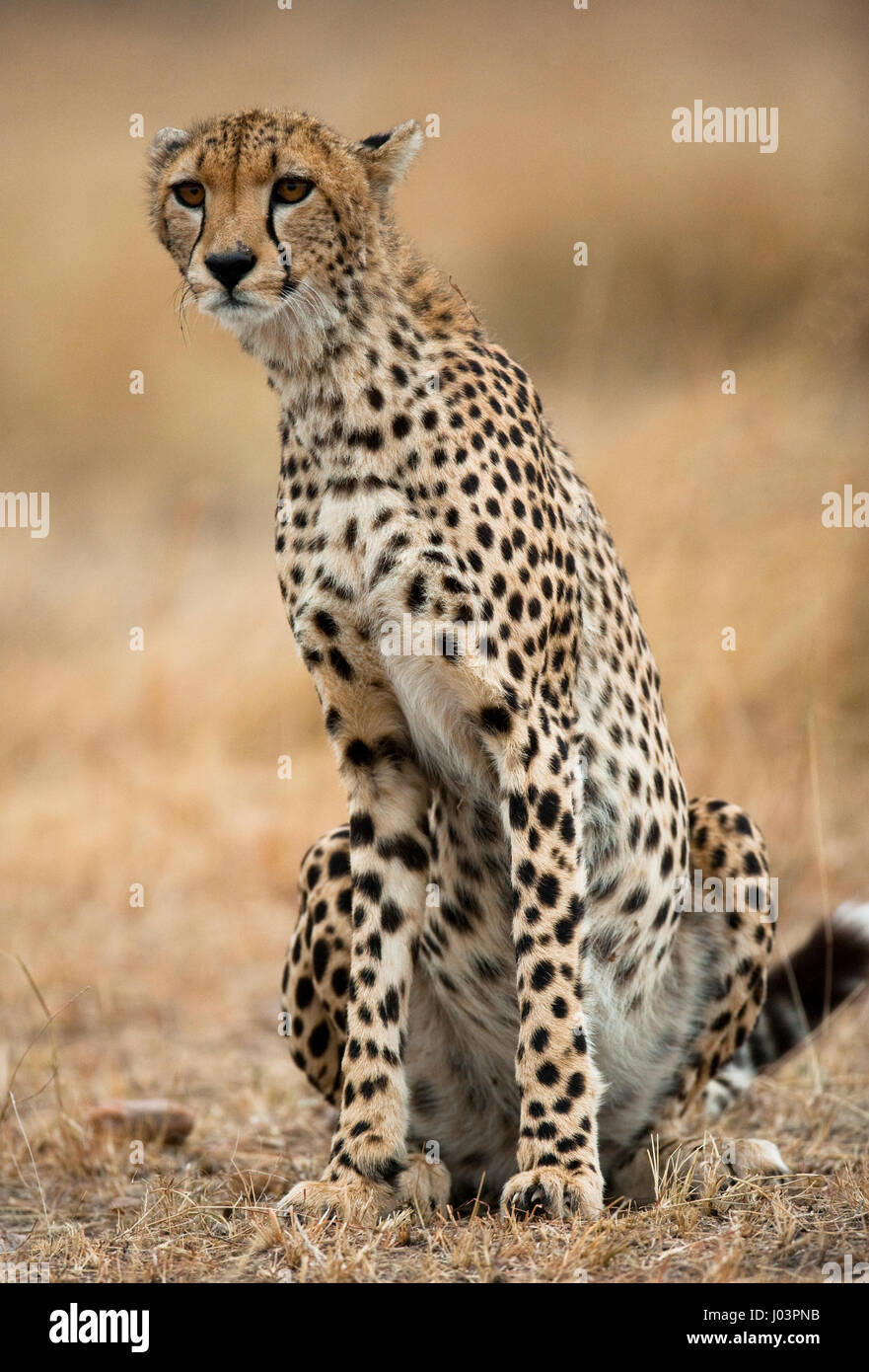 Cheetah sitting in the savanna. Close-up. Kenya. Tanzania. Africa ...