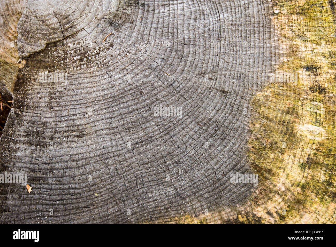 A big pile of wood in a forest road Stock Photo - Alamy