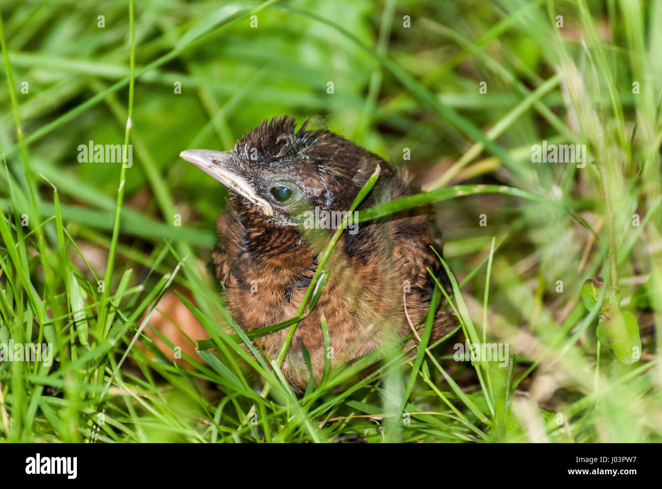 Baby Blackbird chick in grass Stock Photo - Alamy