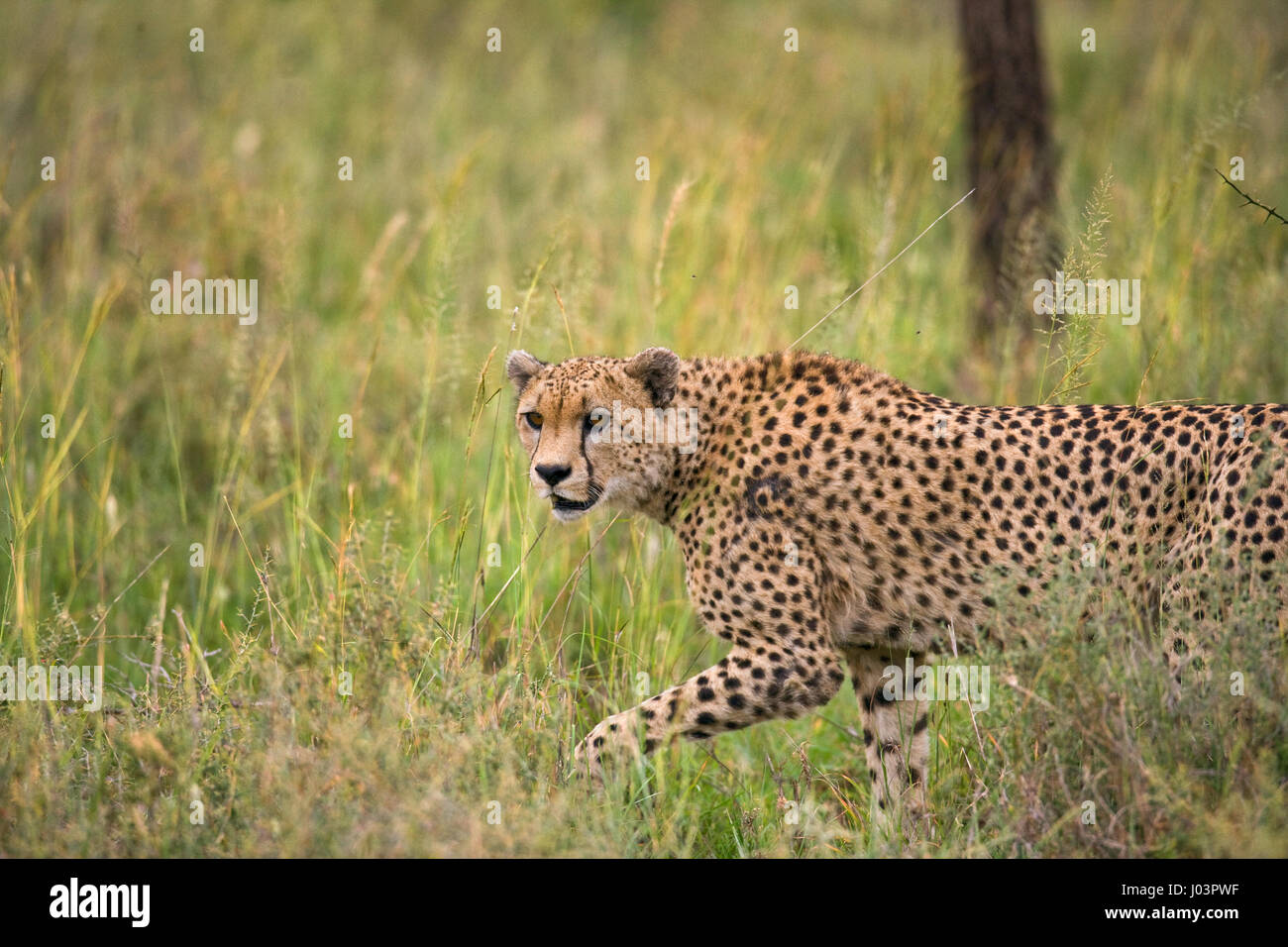 Cheetah in the savanna. Close-up. Kenya. Tanzania. Africa. National ...