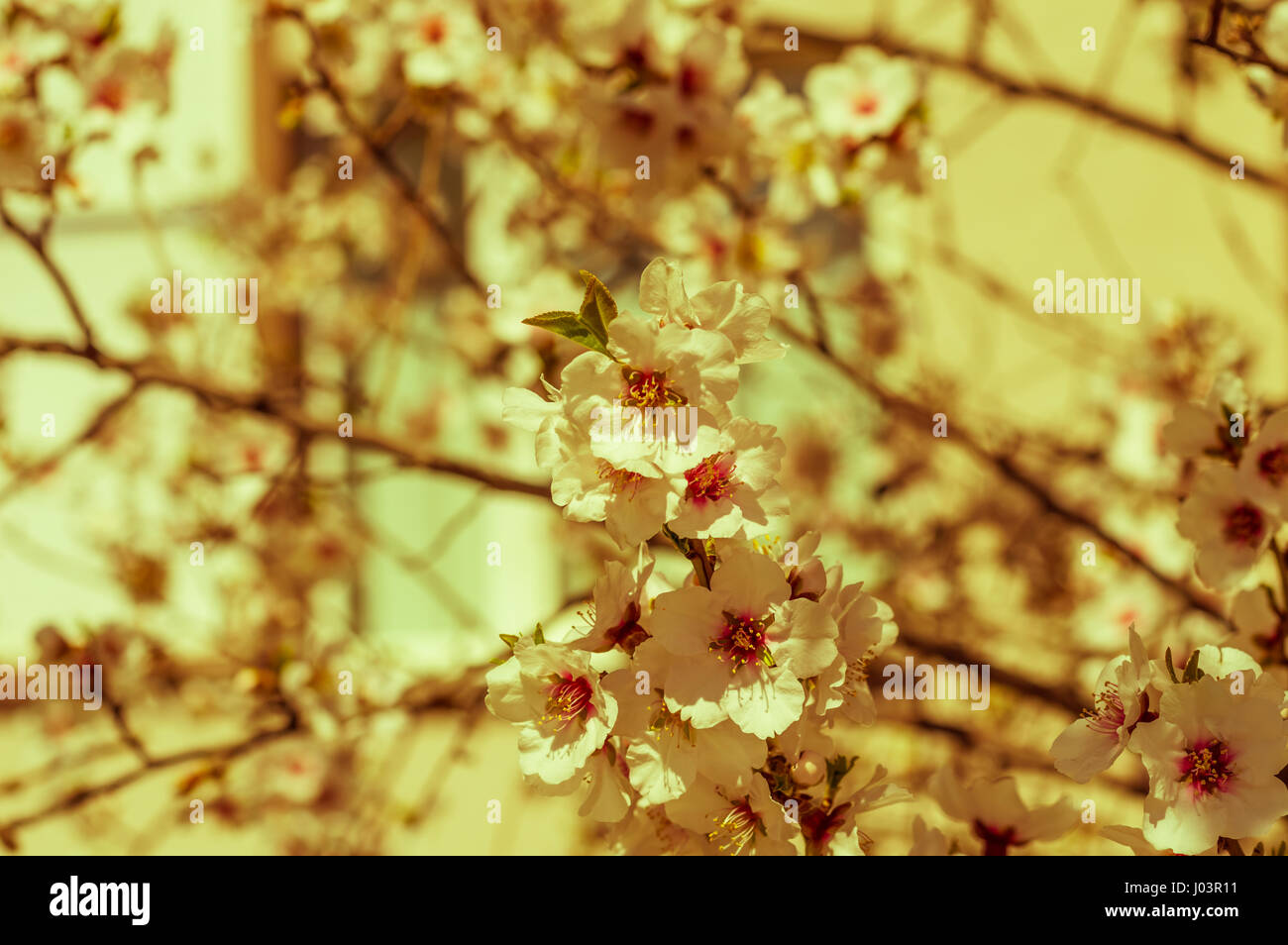 Closeup of beautiful vintage sakura tree flowers (cherry blossom) in ...