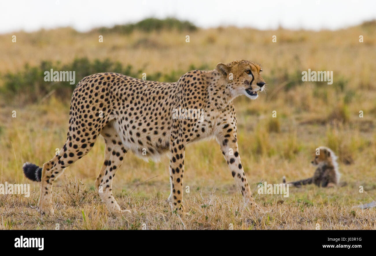 Cheetah in the savanna. Close-up. Kenya. Tanzania. Africa. National ...
