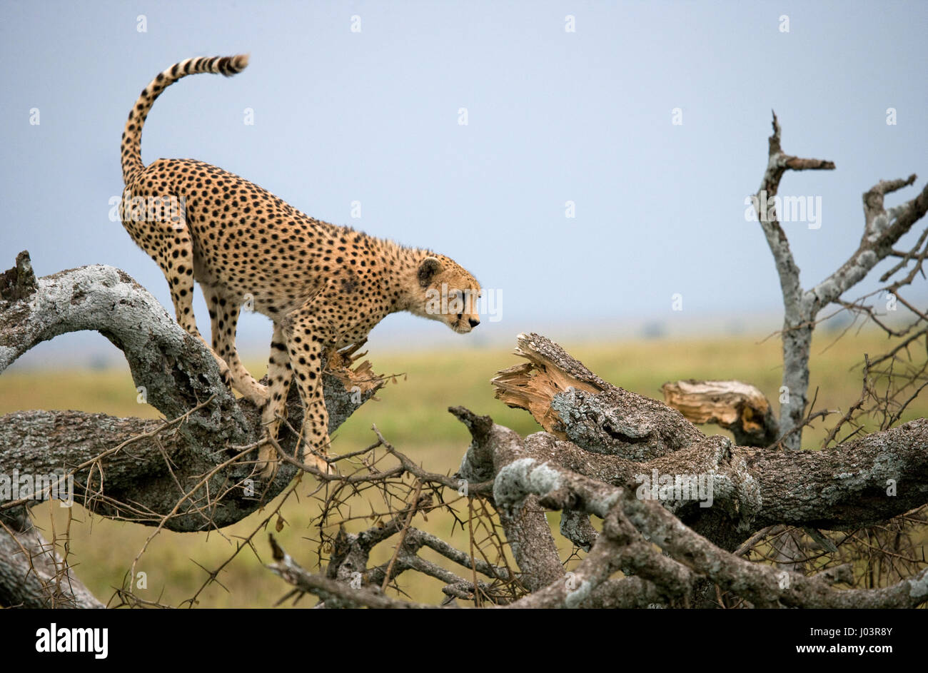 Cheetah in the tree hi-res stock photography and images - Alamy