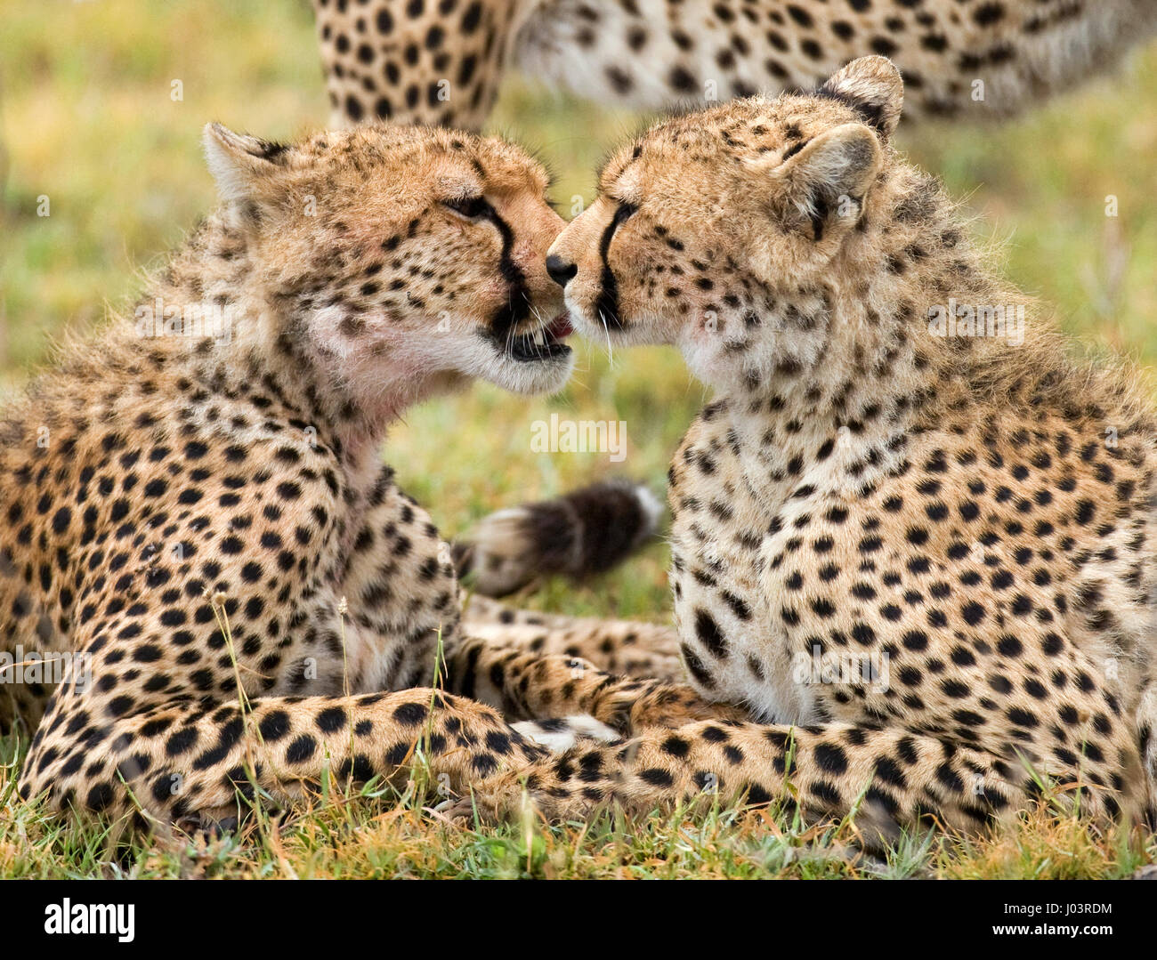 Two cheetah lying in the savanna. Kenya. Tanzania. Africa. National ...