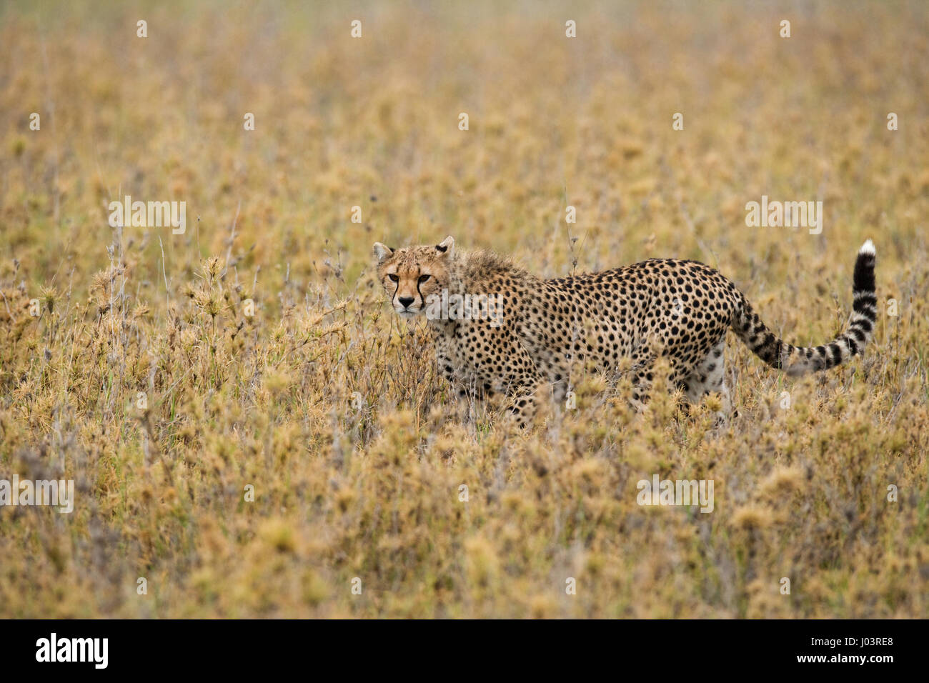 Cheetah in the savanna. Close-up. Kenya. Tanzania. Africa. National ...