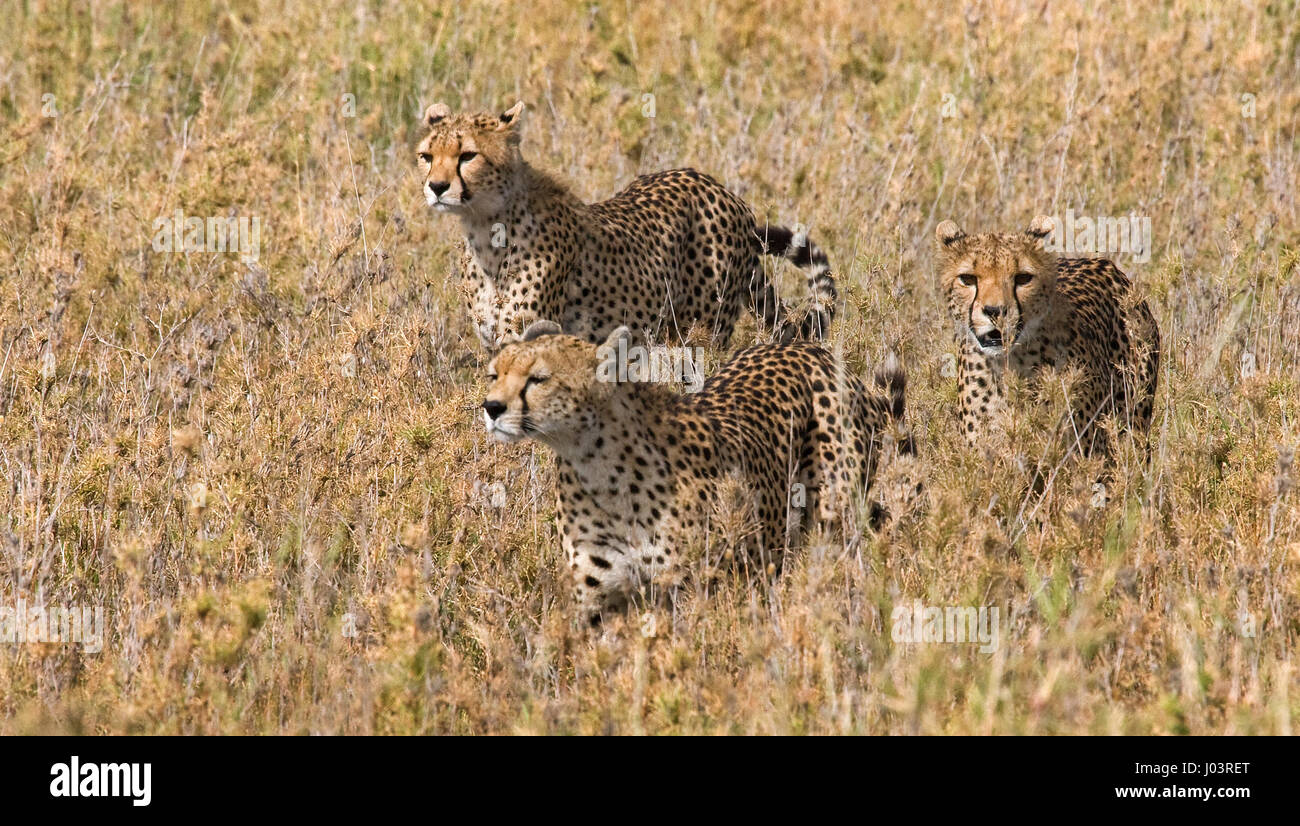 Three cheetahs in the savannah. Kenya. Tanzania. Africa. National Park ...