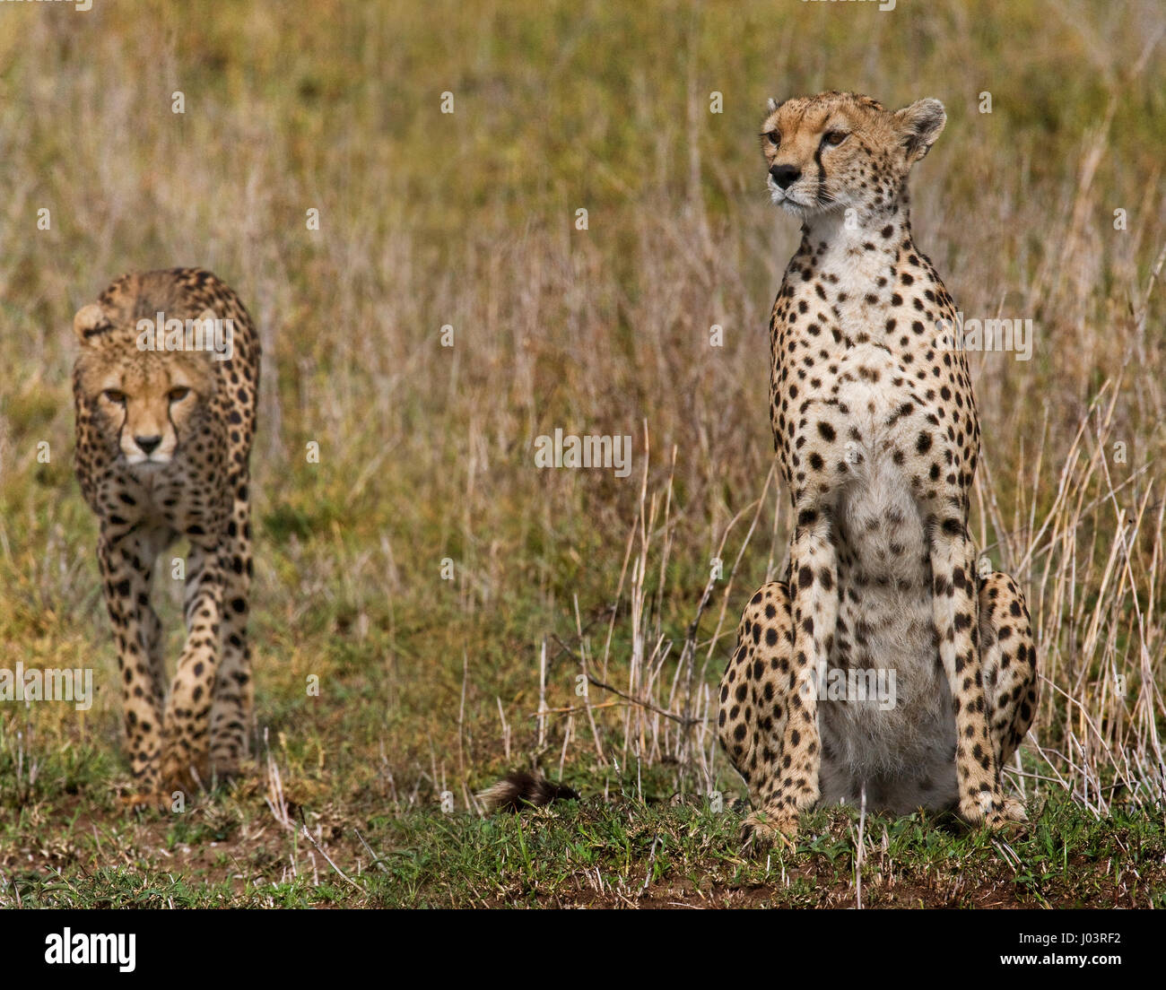 Two cheetah in the savanna. Kenya. Tanzania. Africa. National Park ...