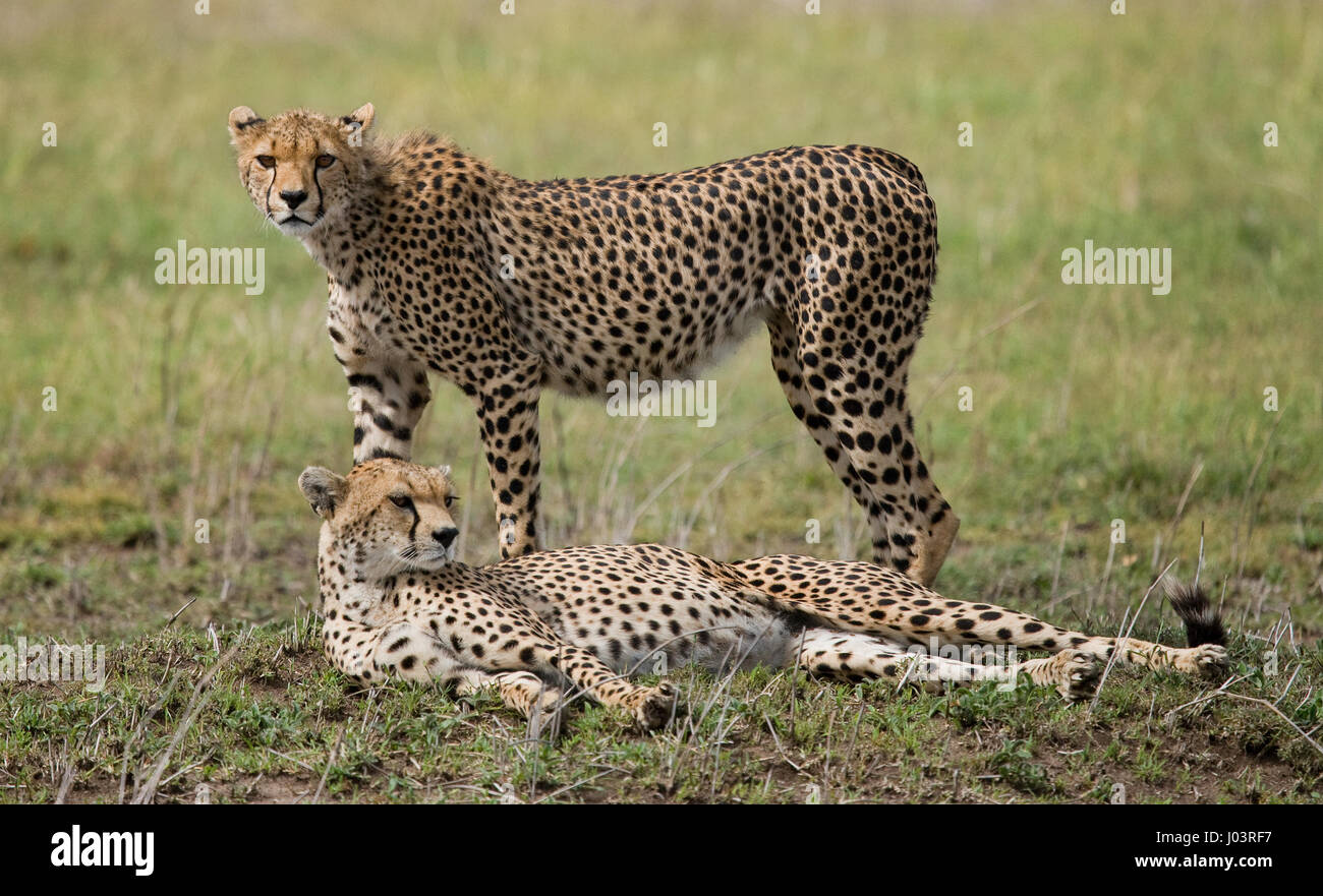 Two cheetah in the savanna. Kenya. Tanzania. Africa. National Park ...