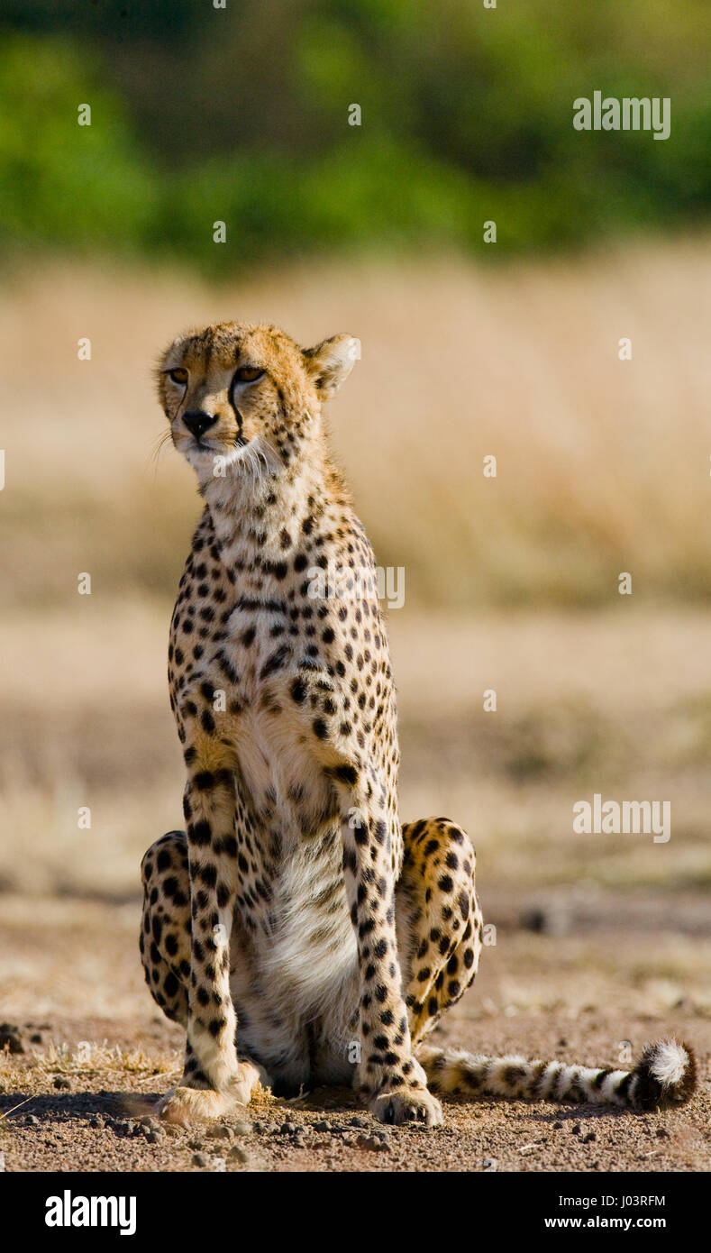 Cheetah sitting in the savanna. Close-up. Kenya. Tanzania. Africa ...
