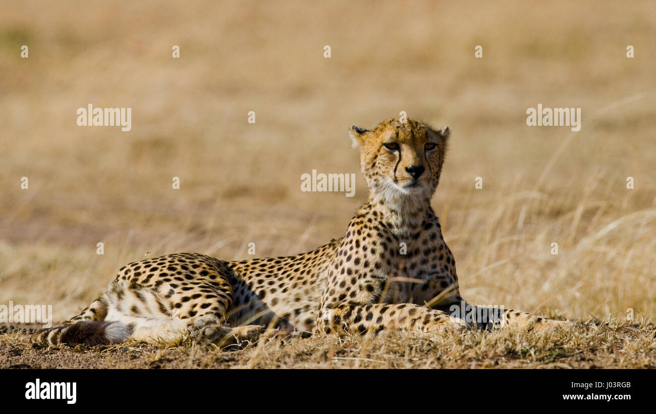 Cheetah lying in the savanna. Kenya. Tanzania. Africa. National Park ...