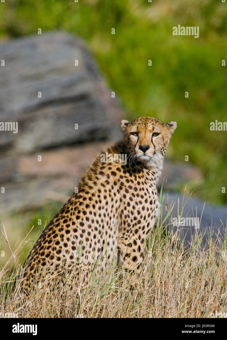 Cheetah sitting in the savanna. Close-up. Kenya. Tanzania. Africa ...