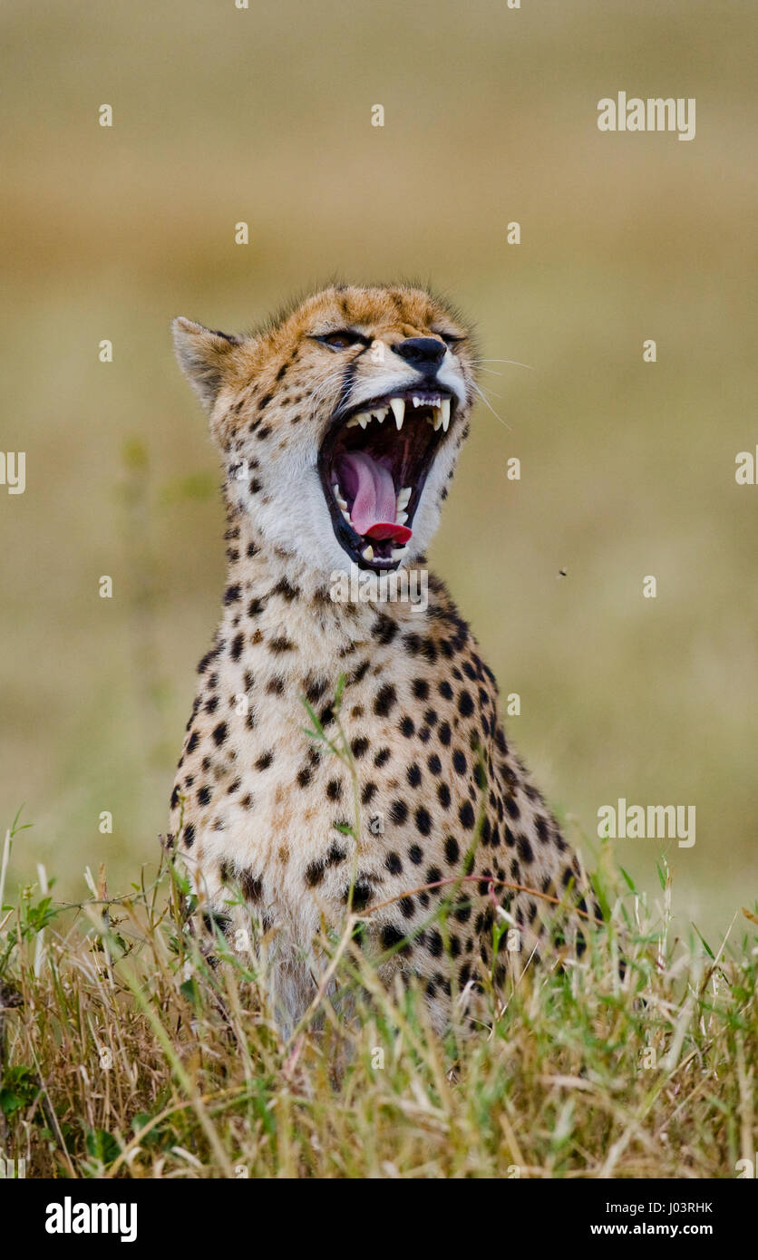 Cheetah sitting in the savanna. Close-up. Kenya. Tanzania. Africa ...