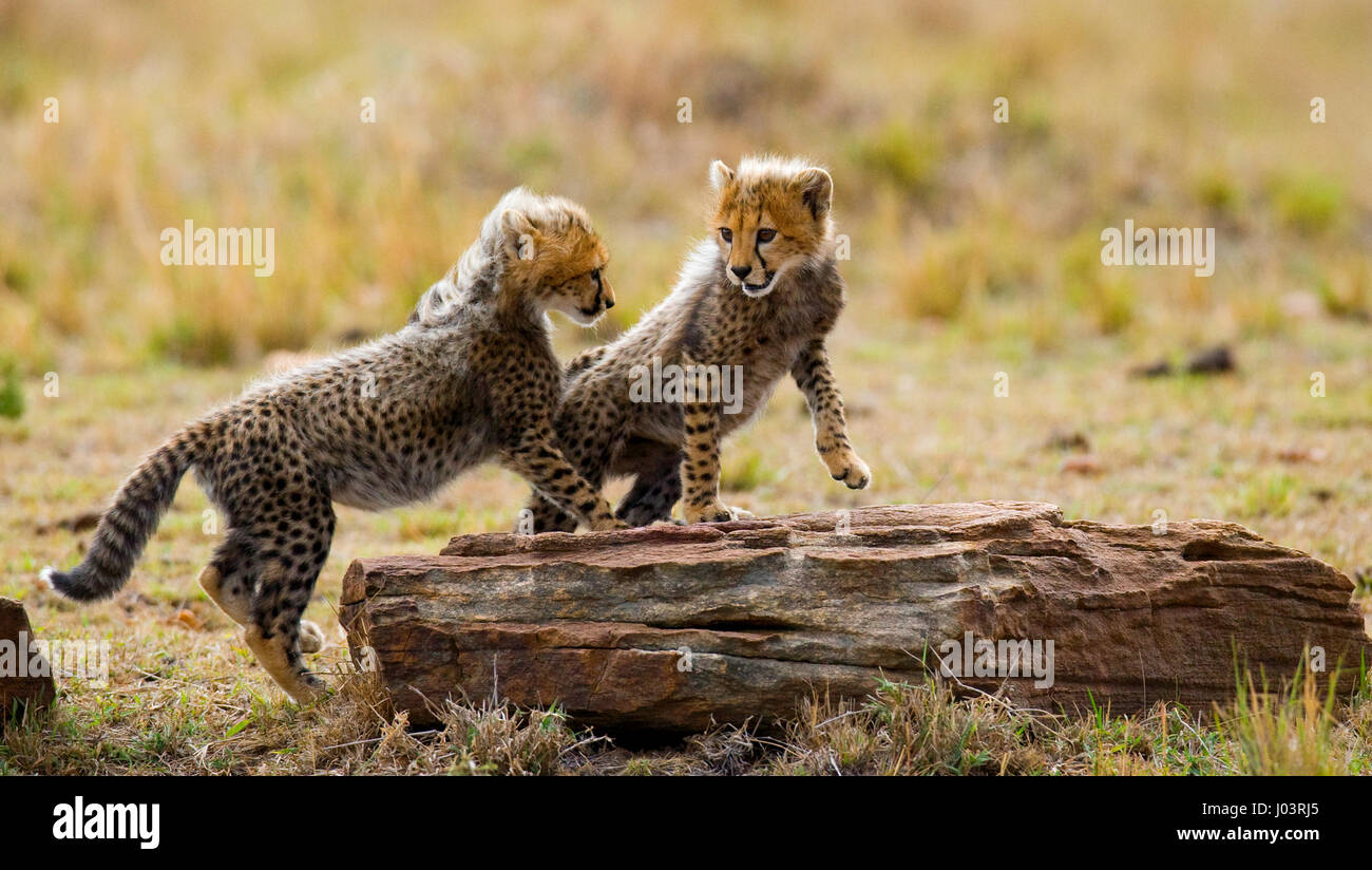 Cheetah cubs play with each other in the savannah. Kenya. Tanzania ...