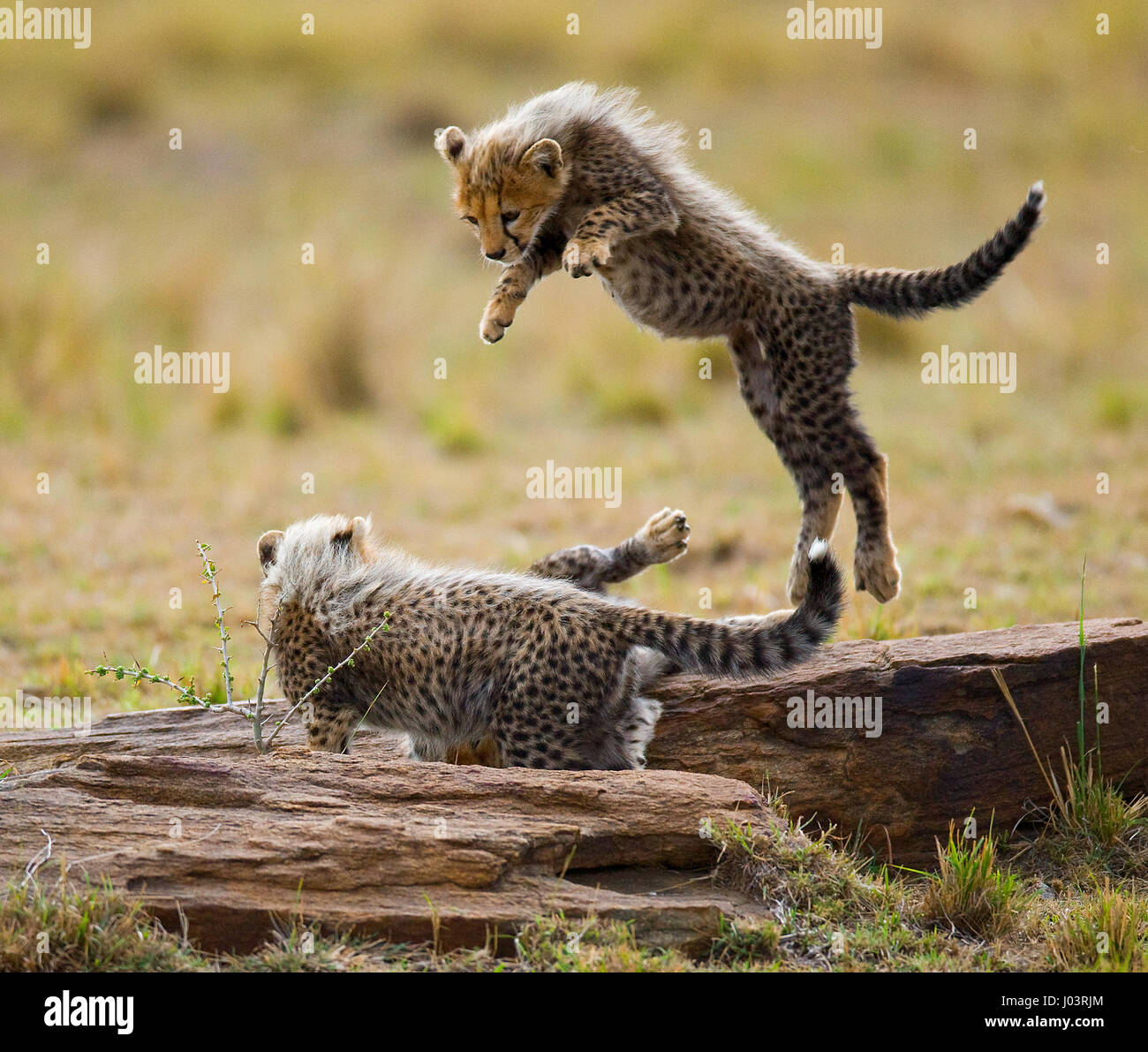 Cheetah cubs play with each other in the savannah. Kenya. Tanzania ...