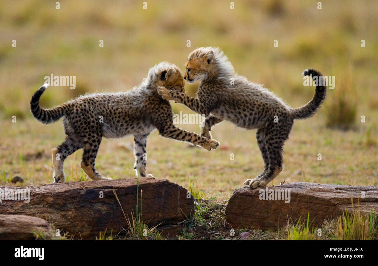 Cheetah cubs play with each other in the savannah. Kenya. Tanzania ...