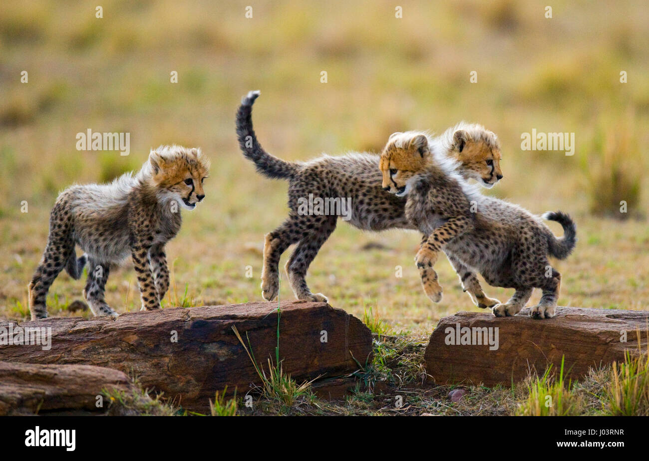 Cheetah cubs play with each other in the savannah. Kenya. Tanzania ...