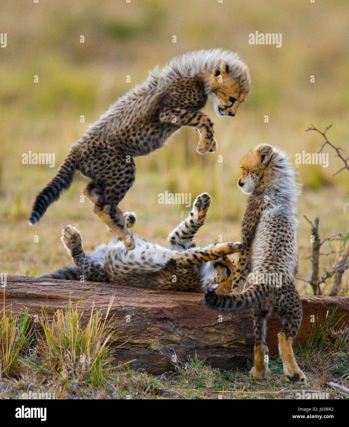 Cheetah cubs play with each other in the savannah. Kenya. Tanzania ...