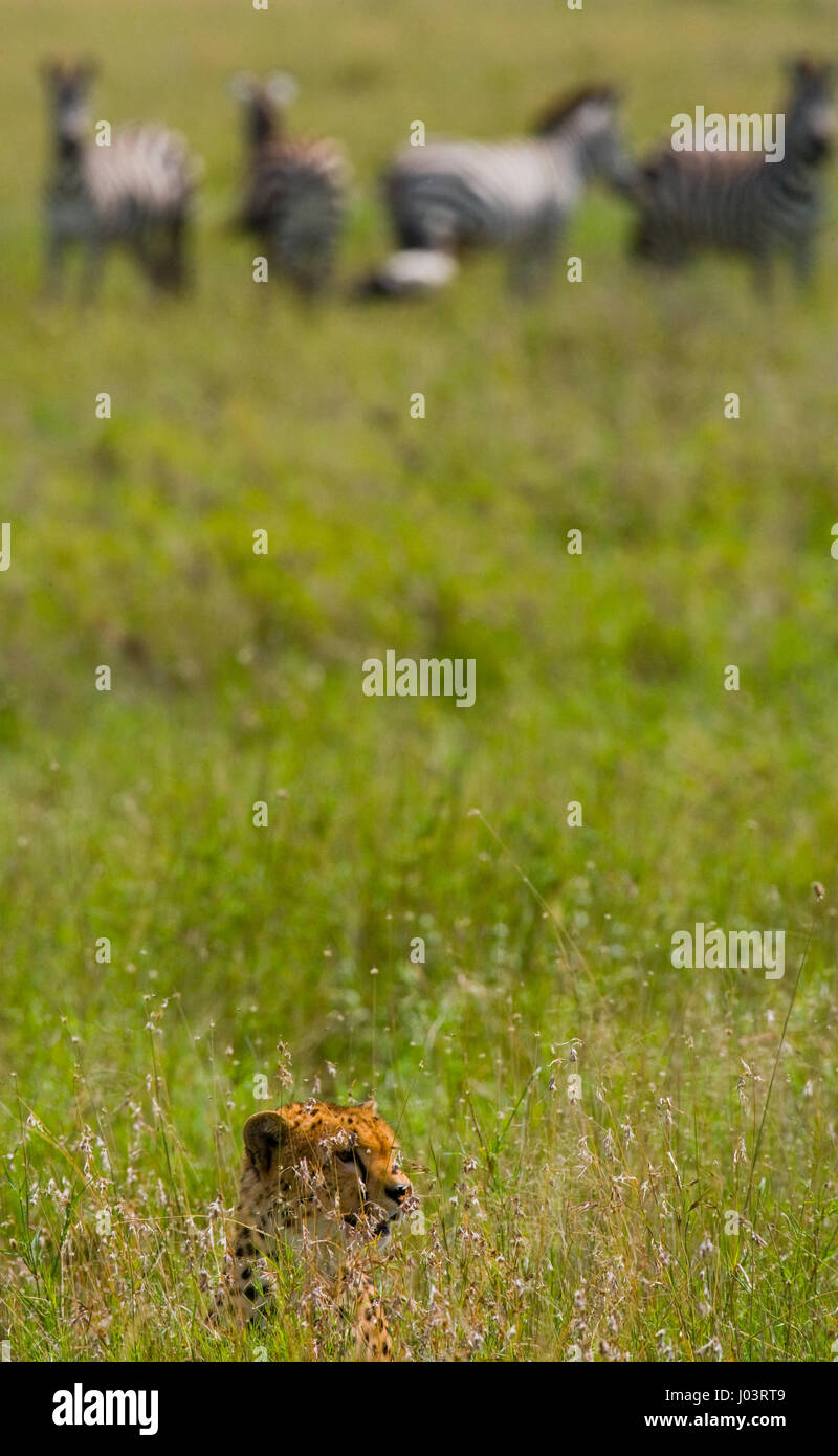 Cheetah hunts hi-res stock photography and images - Alamy