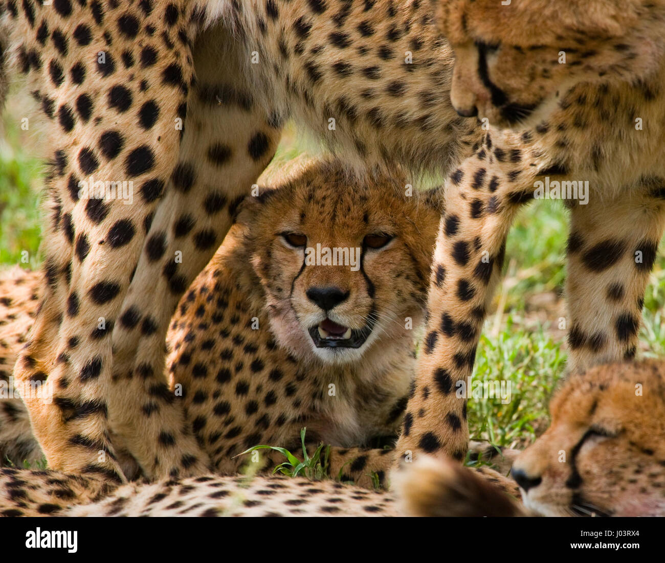 Cheetah lying in the savanna. Kenya. Tanzania. Africa. National Park ...