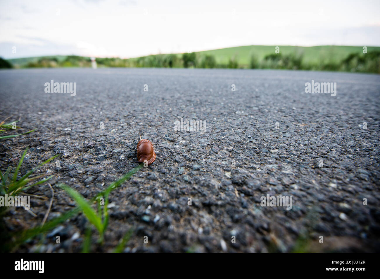 Slug road car hi-res stock photography and images - Alamy