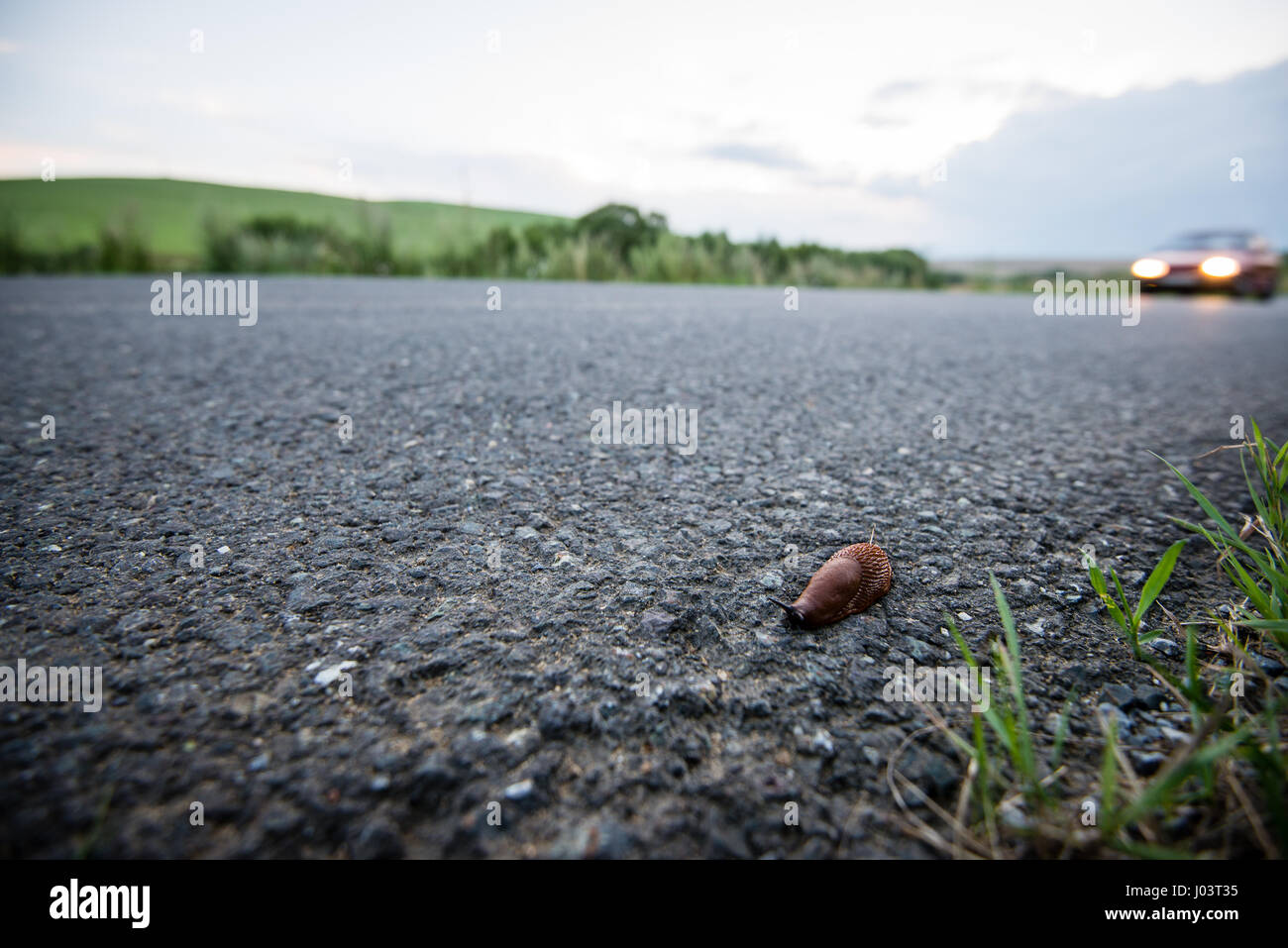 Slug road car hi-res stock photography and images - Alamy