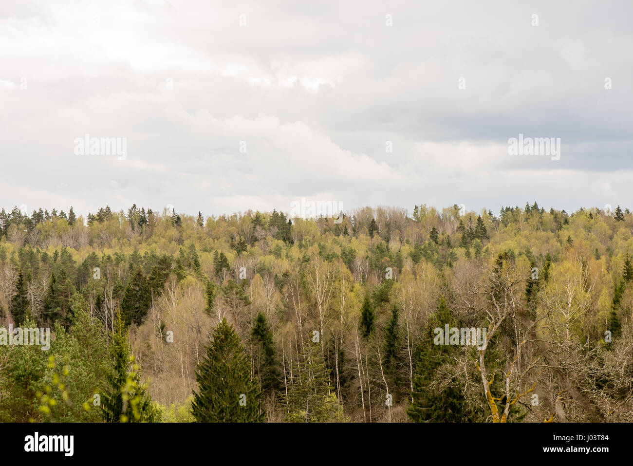 panoramic view of misty rain forest. far horizon Stock Photo - Alamy