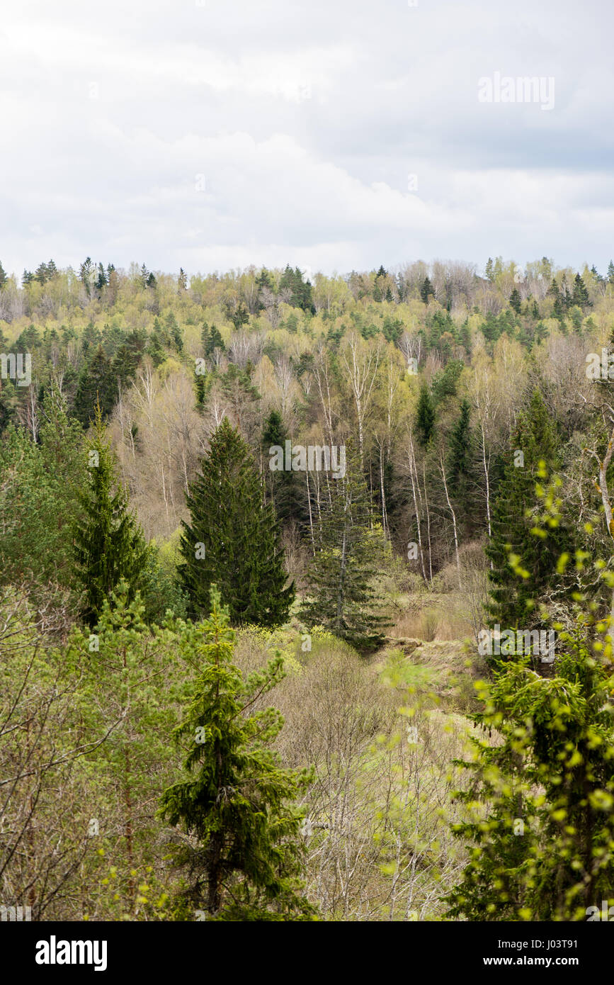 panoramic view of misty rain forest. far horizon Stock Photo - Alamy