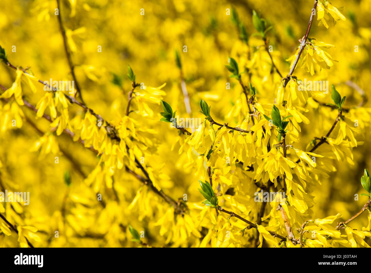 yellow spring flowers on green background with plants and braches Stock ...