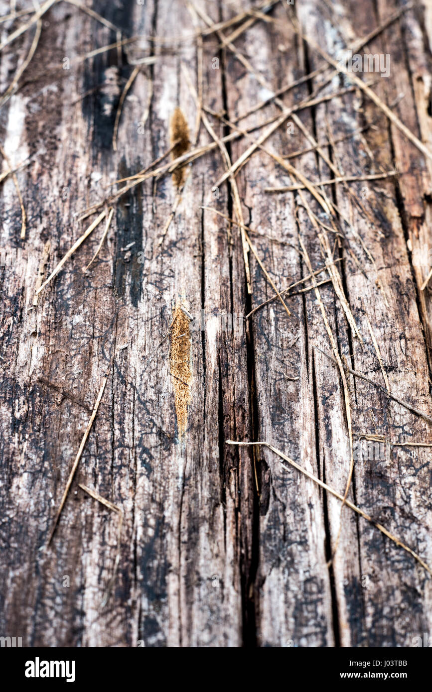 wooden plank with splinters and cracks Stock Photo - Alamy