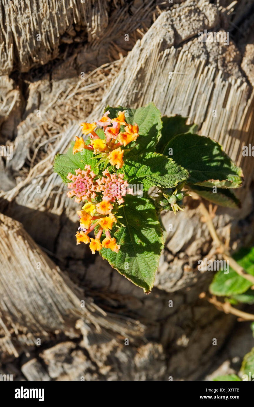Plants with colourful bark hi-res stock photography and images - Alamy
