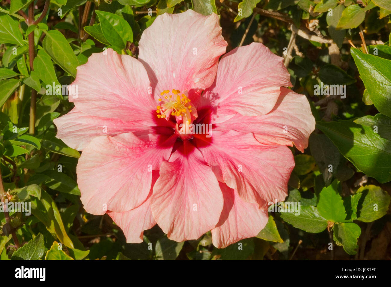 Close up of a single Pink Hibiscus flower set against green foliage ...