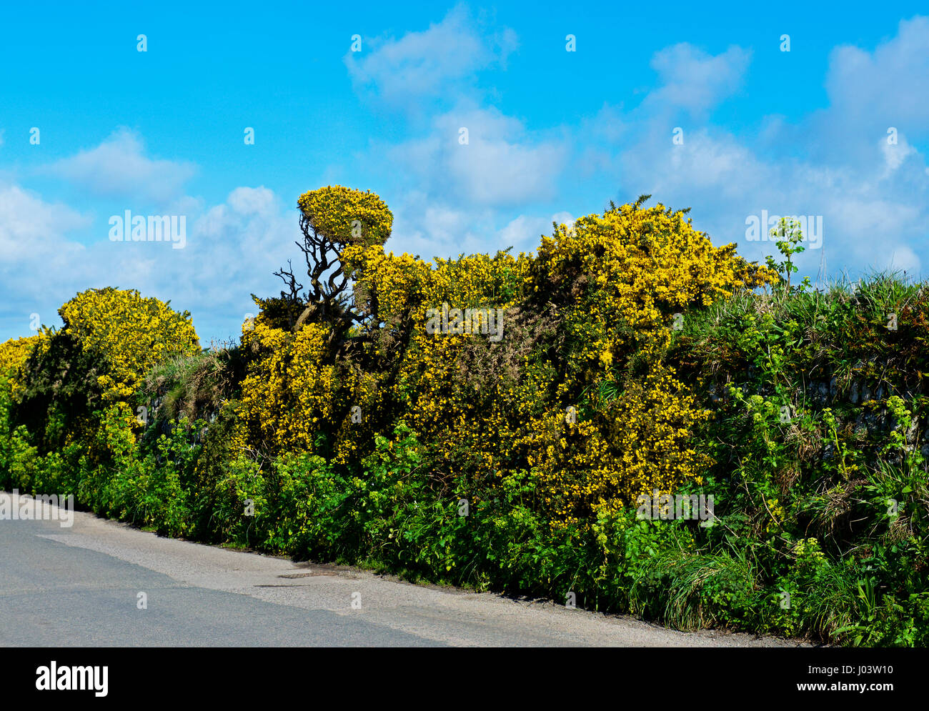 Gorse hedgerow, Cornwall, England UK Stock Photo - Alamy