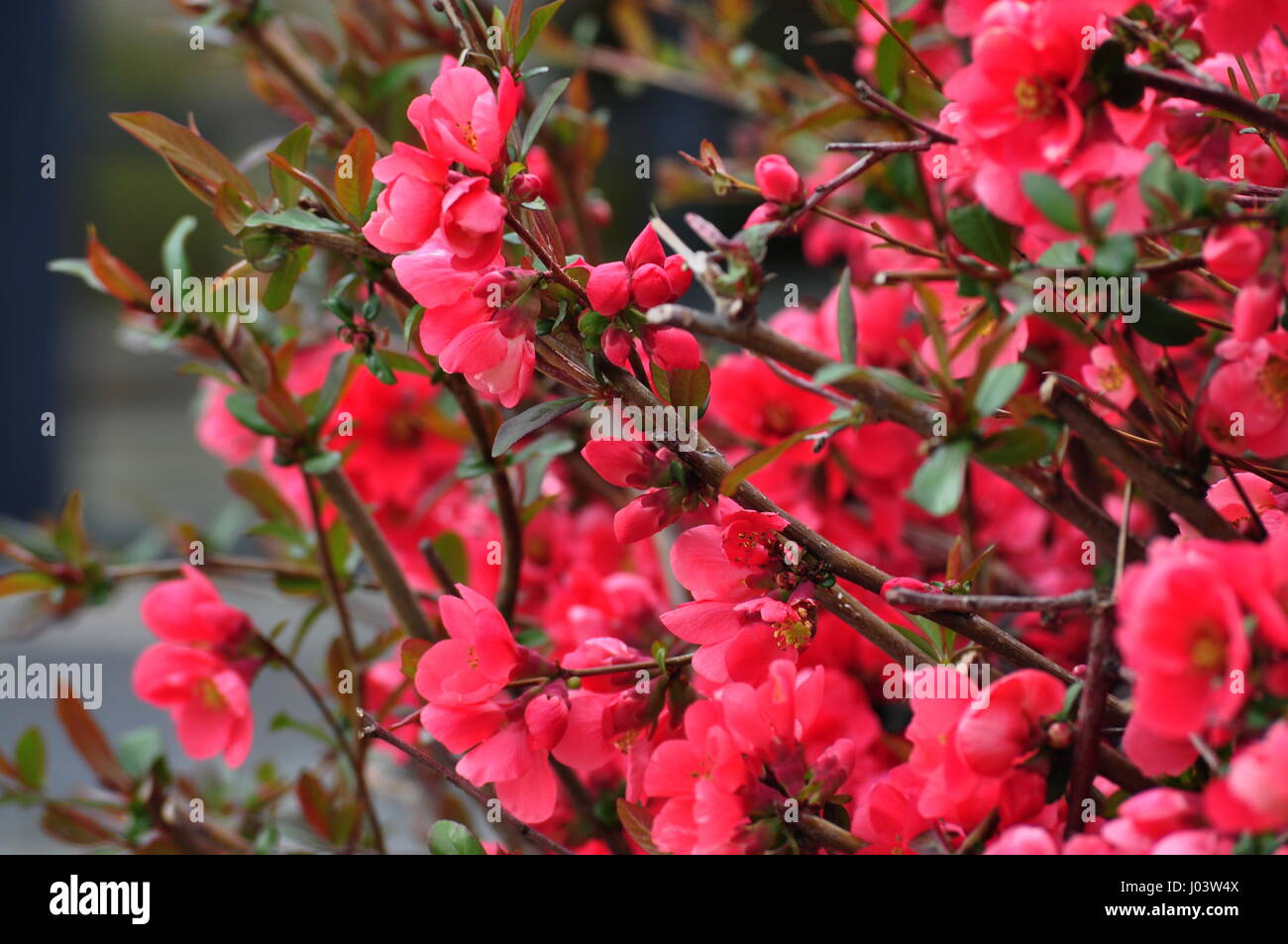 lovely spring flower Stock Photo - Alamy