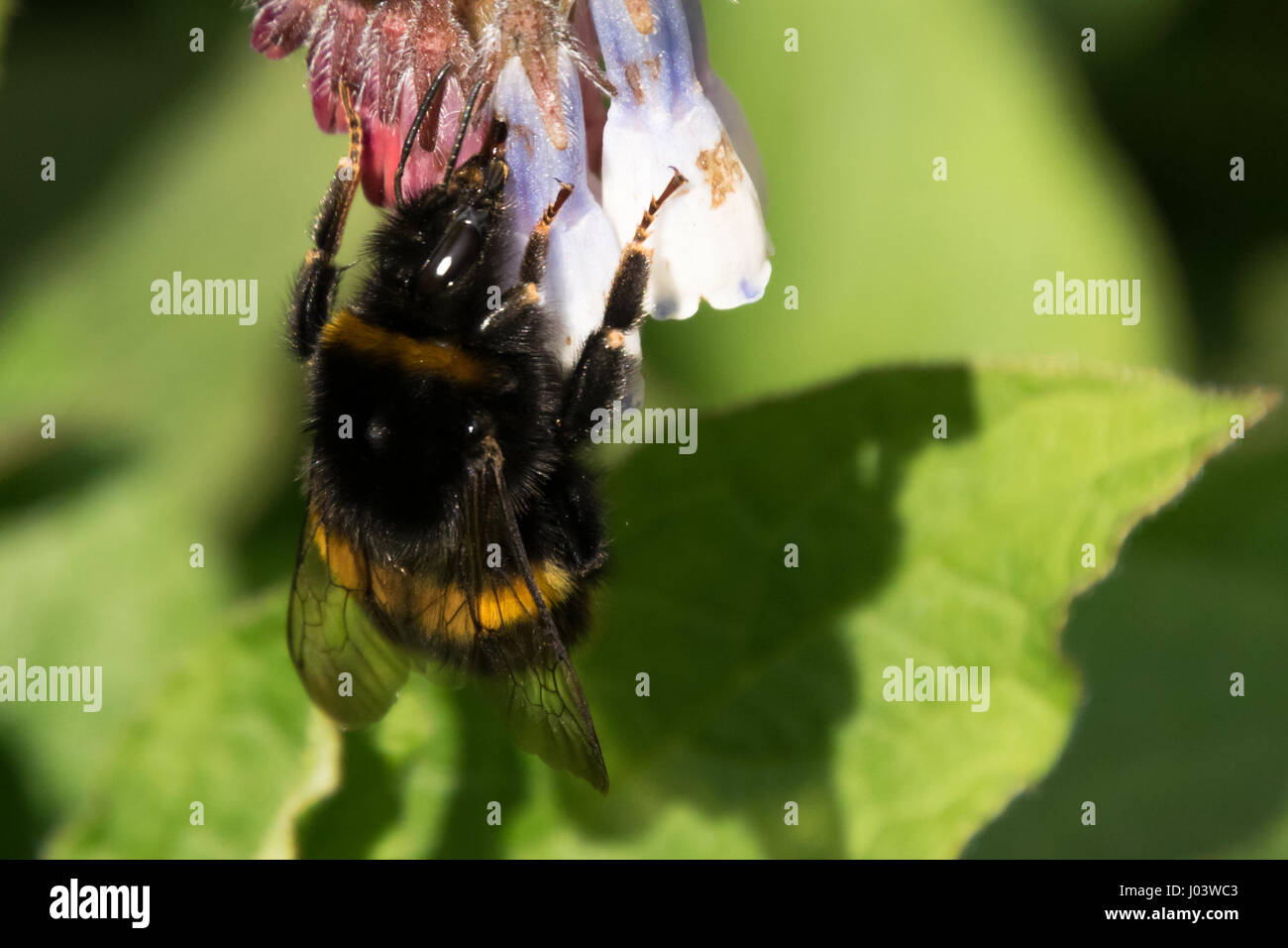 Insect drinking nectar hi-res stock photography and images - Alamy