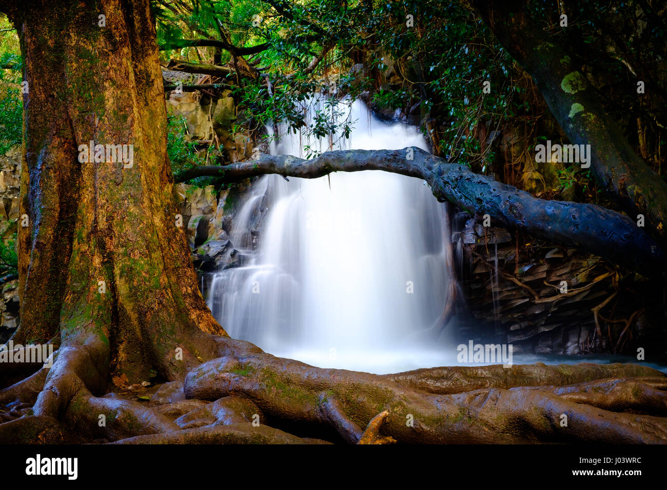 Landscape view of waterfall and old tree near road to Hana, Maui ...