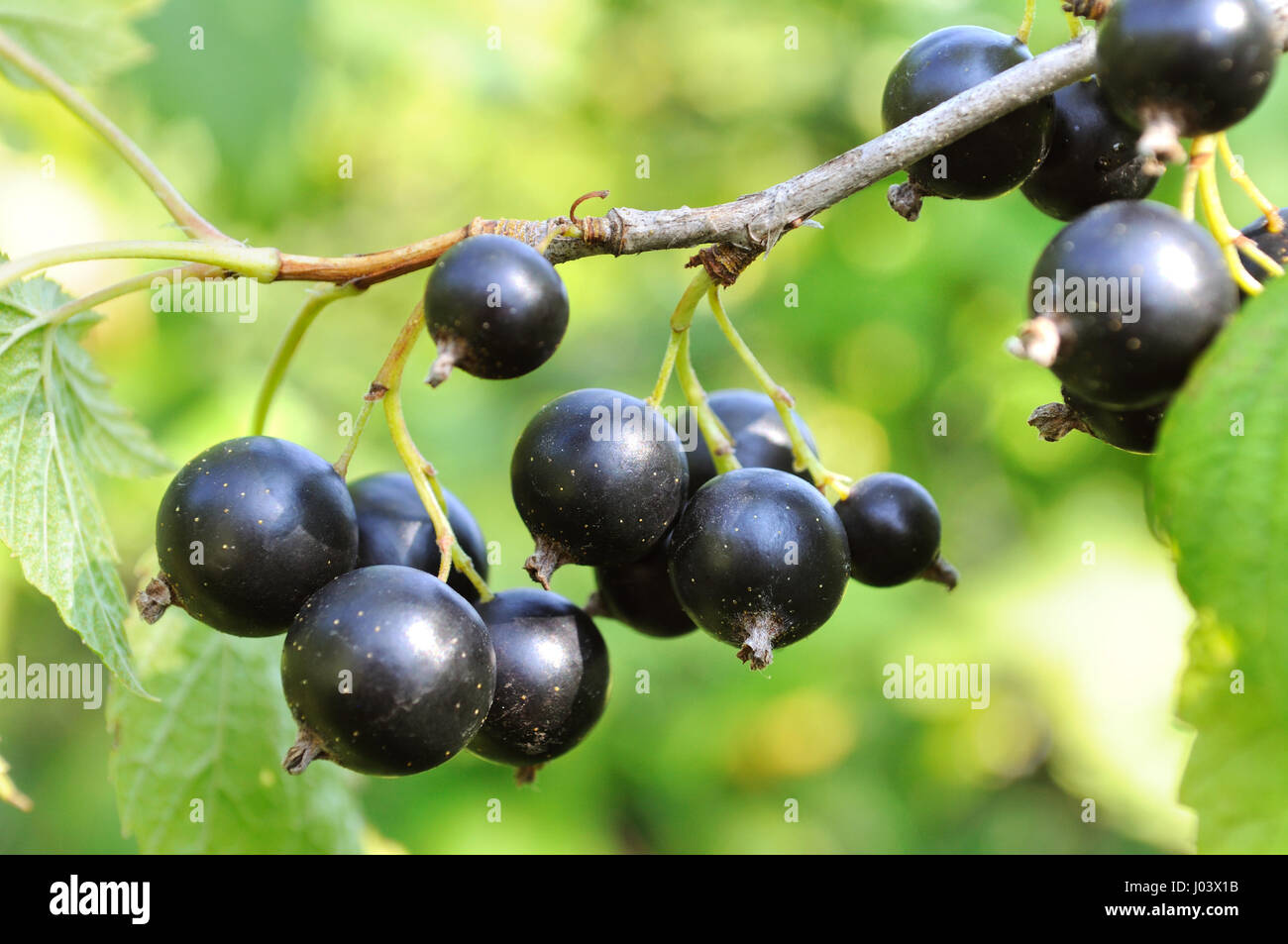 Currant plantation hi-res stock photography and images - Alamy