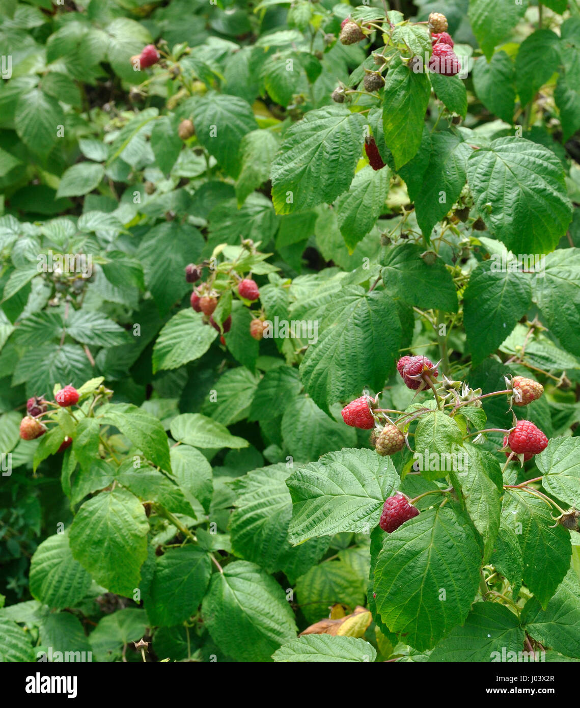 raspberry plantation in the garden Stock Photo - Alamy