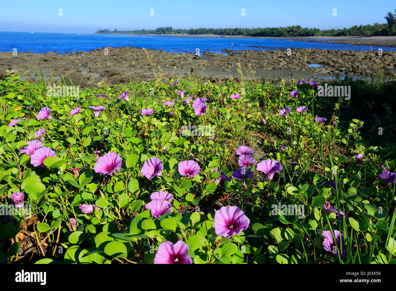 Kalmi flower field at the Saint Martin's Island, locally known as ...