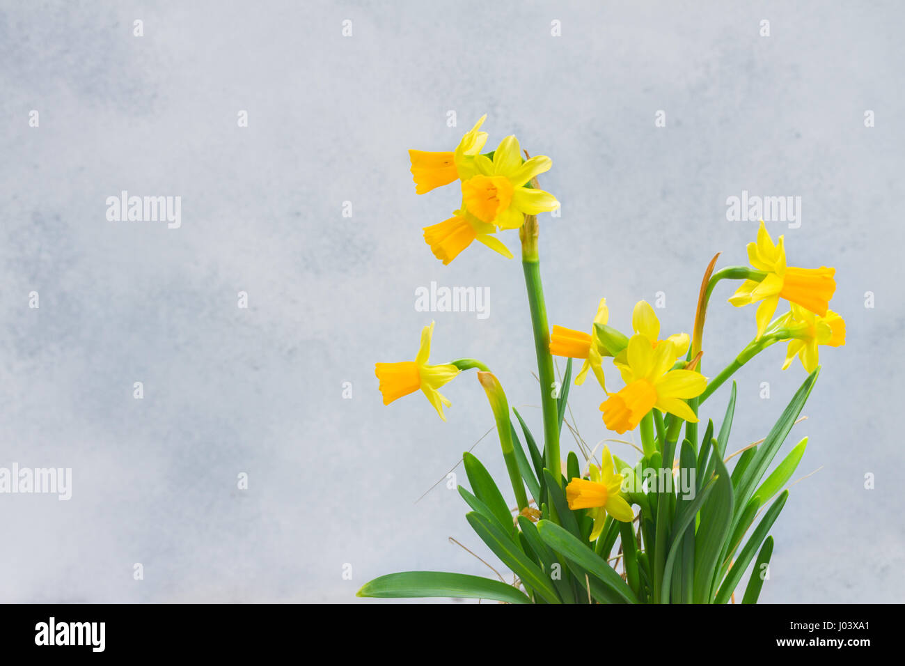 Posy of bright yellow small daffodils on gray background with copy ...
