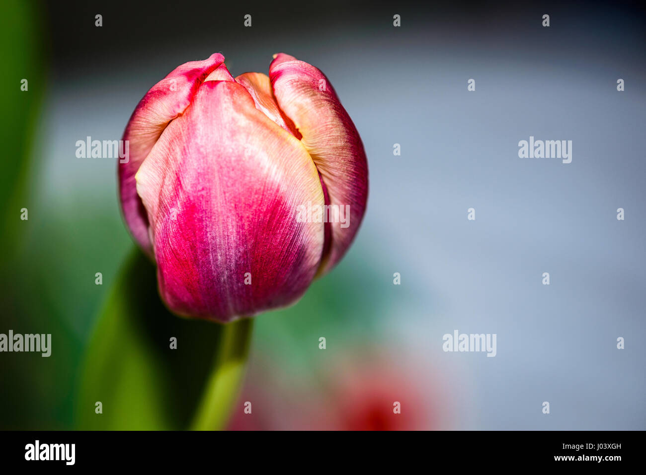 Tulip macro photography Stock Photo - Alamy