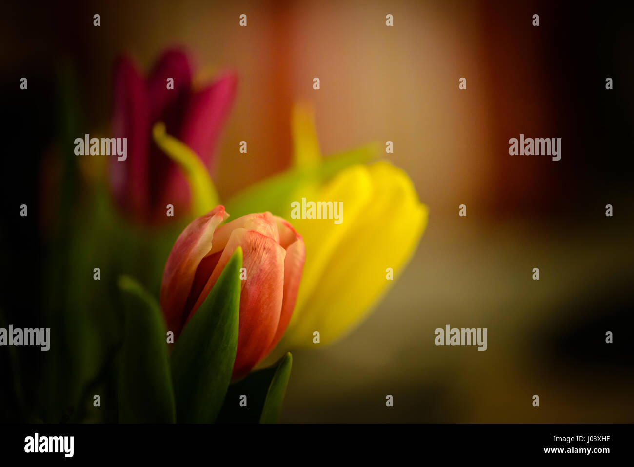 Macro photography tulip hi-res stock photography and images - Alamy