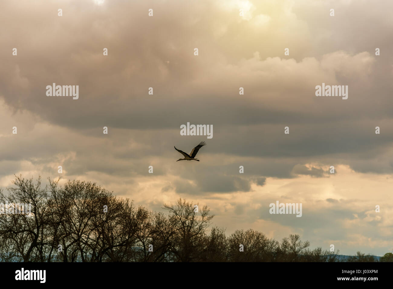 Stork flying in the clouds at sunset Stock Photo - Alamy