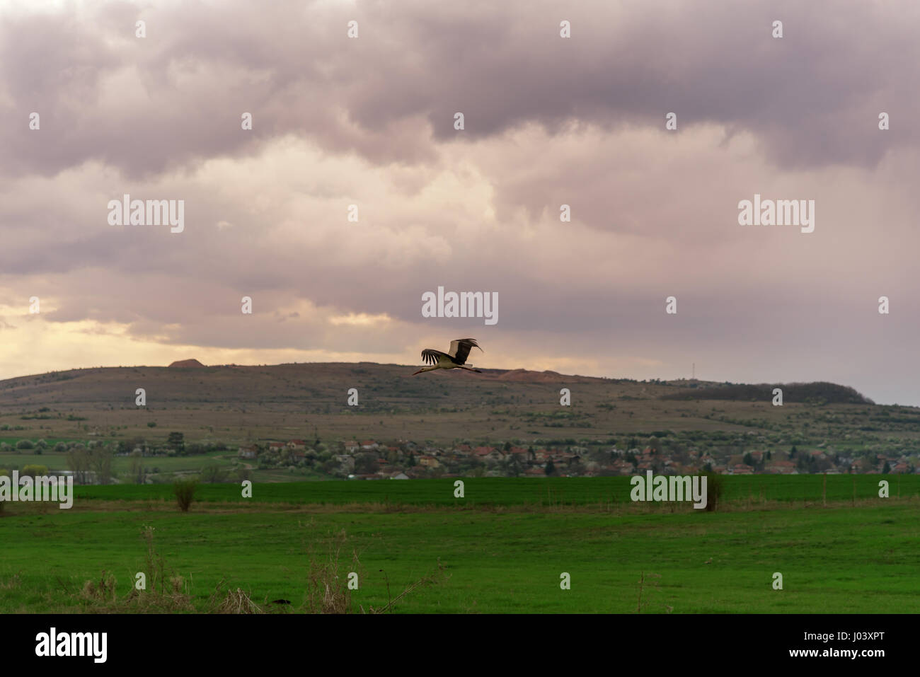 Stork flying in the field on sunset background in spring Stock Photo ...