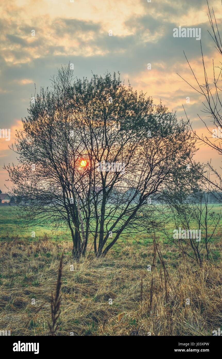 Rural spring landscape. Branches of a tree in the morning with the ...