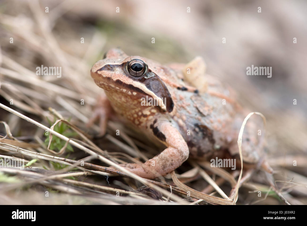 Hibernation frog High Resolution Stock Photography and Images - Alamy