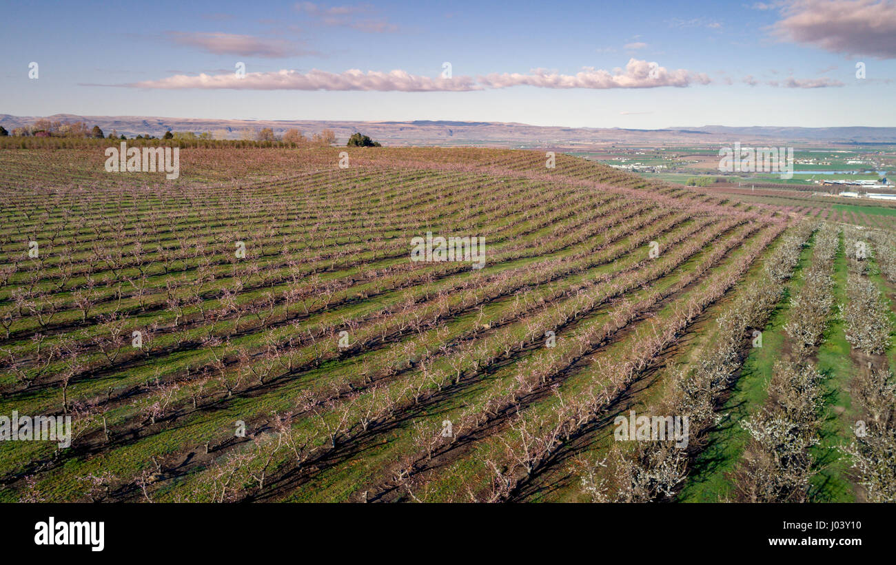Overhead view of a southern Idaho fruit orchard blooming tree rows ...